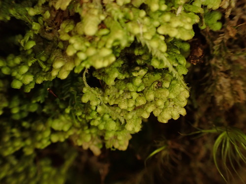 Variety Distichophyllum pulchellum ellipticifolium · iNaturalist