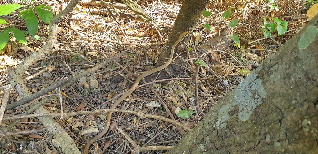Green Rat Snake from Provincia de Guanacaste, Liberia, Costa Rica on ...
