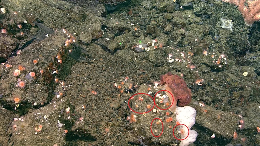 Caryophyllia alaskensis from Tuzo-Wilson Seamount on 03 June, 2023 at ...