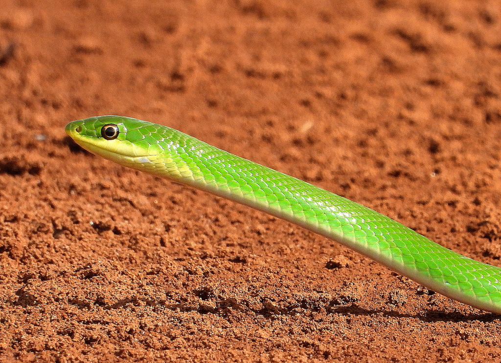Brazilian Green Racer from Chapadão do Céu - GO, 75828-000, Brasil on ...