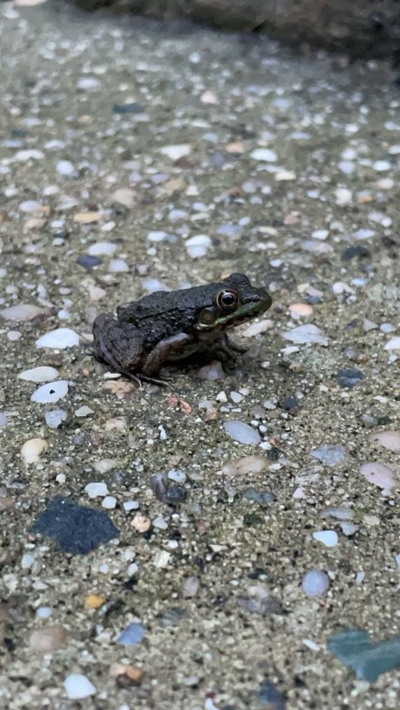 Green Frog from Long Island, Nissequogue, NY, US on September 10, 2023 ...