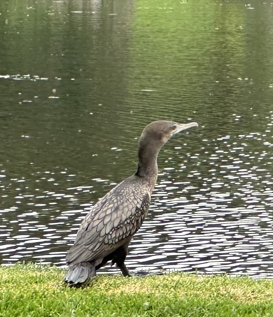 Little Black Cormorant from Royal Botanic Gardens Victoria, Melbourne ...