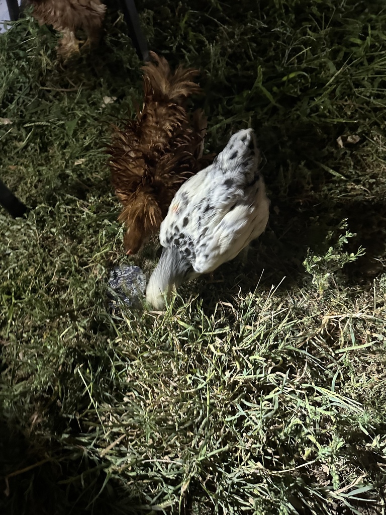 Domestic Chicken from Cimarron Blvd, Corpus Christi, TX, US on ...