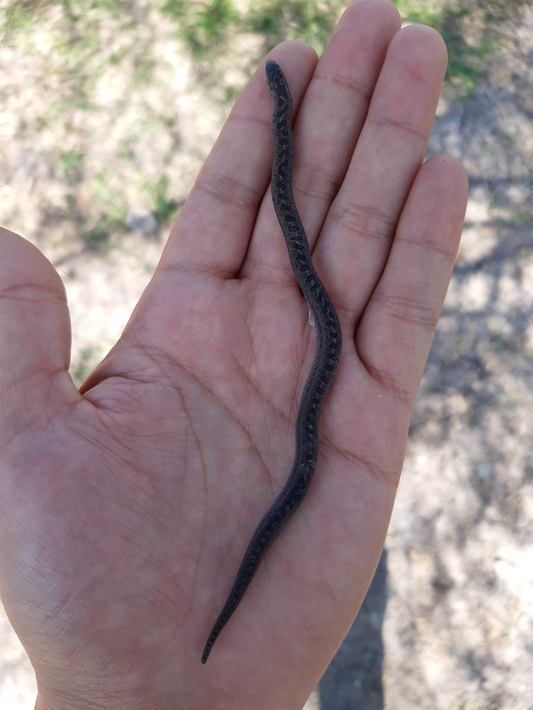 Earth Snakes from México 61 km8, 38601 Acámbaro, Gto. on November 11 ...