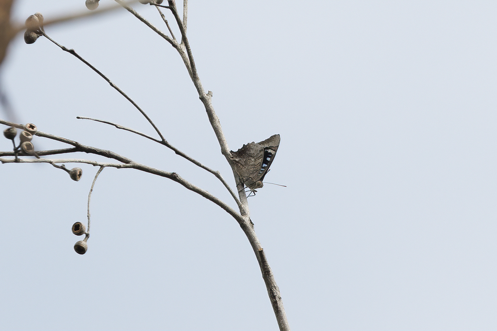Genoveva Azure from Ramornie NSW 2460, Australia on December 13, 2023 ...