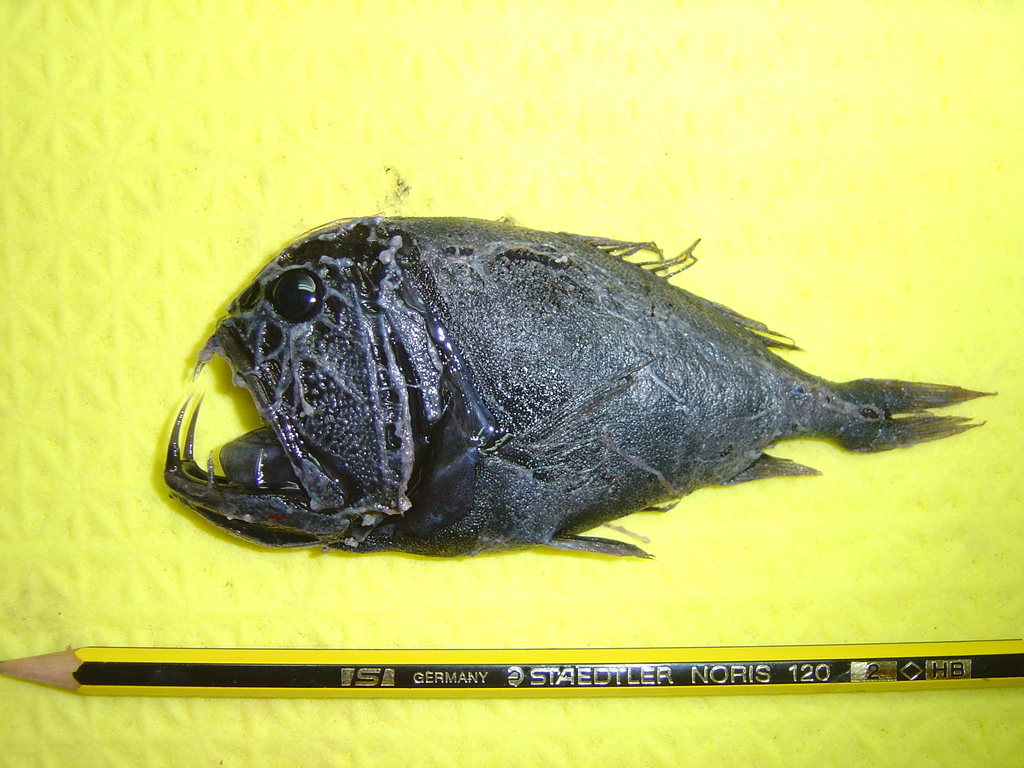 Fangtooth (Anoplogaster cornuta) - Marine Life Identification