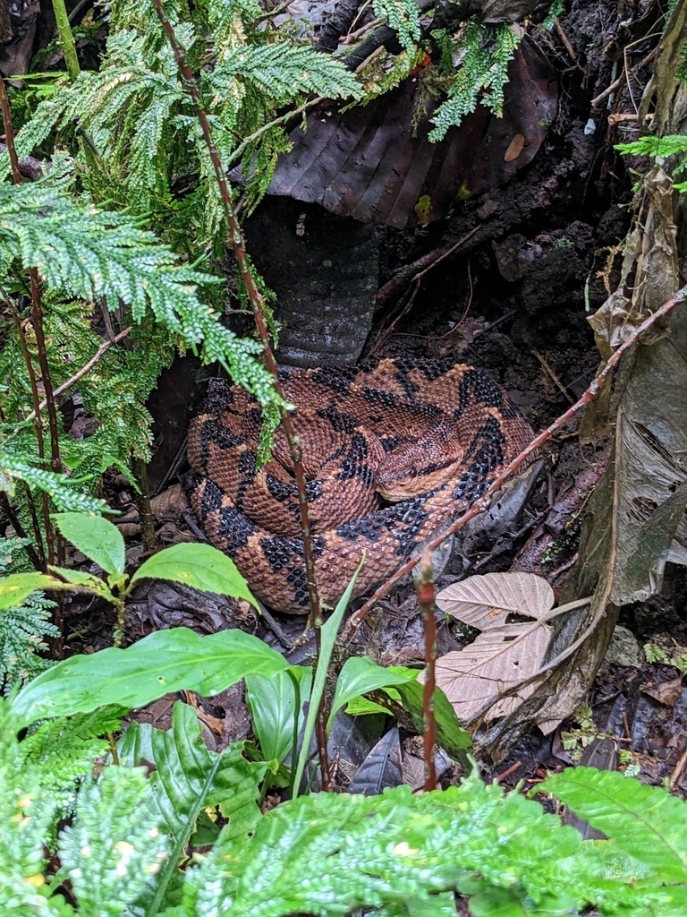 Chocoan bushmaster from Mache-chindul Ecological Reserve, Muisne ...