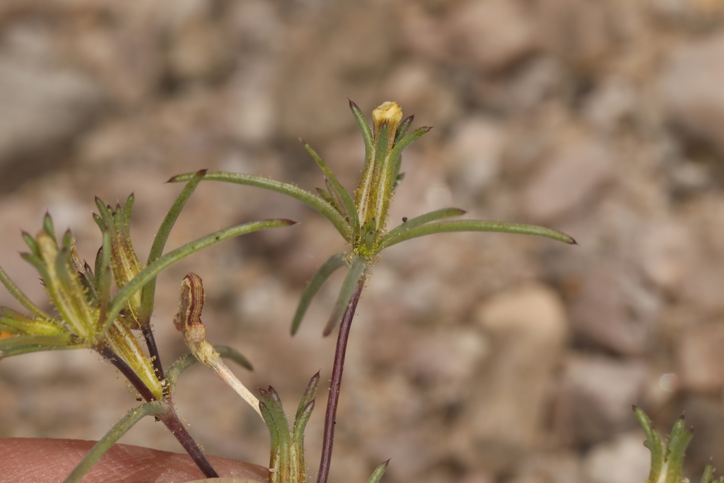 Jones' Linanthus from Inyo County, CA, USA on May 1, 2023 at 12:23 PM ...
