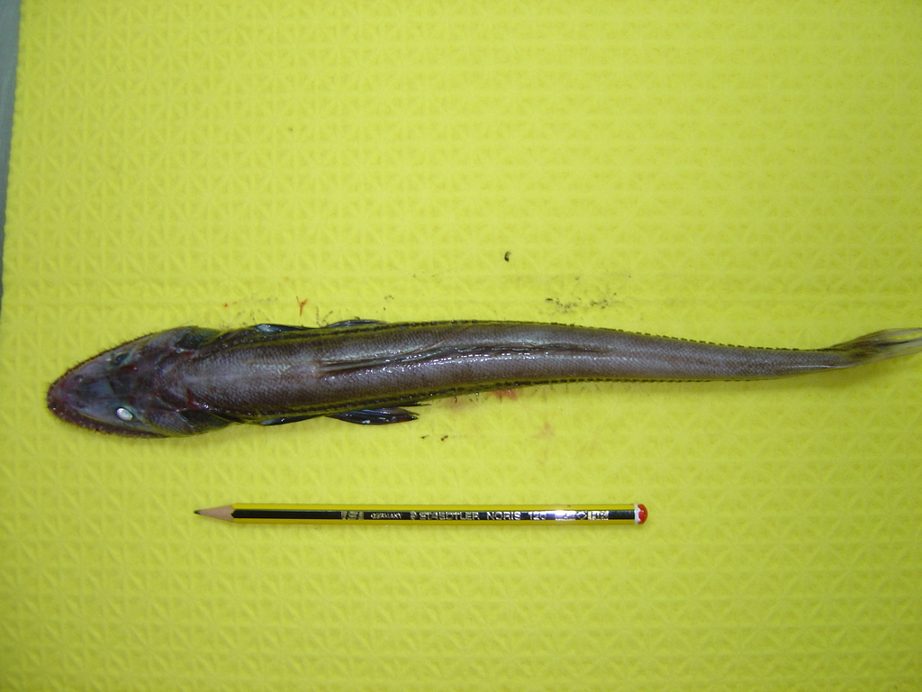 Deepsea Lizardfish from 3NO, Grand Banks of Newfoundland on June 10 ...