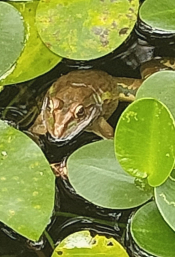Indus Valley Bullfrog from Nagarahole, Nagarhole National Park, IN-KA ...