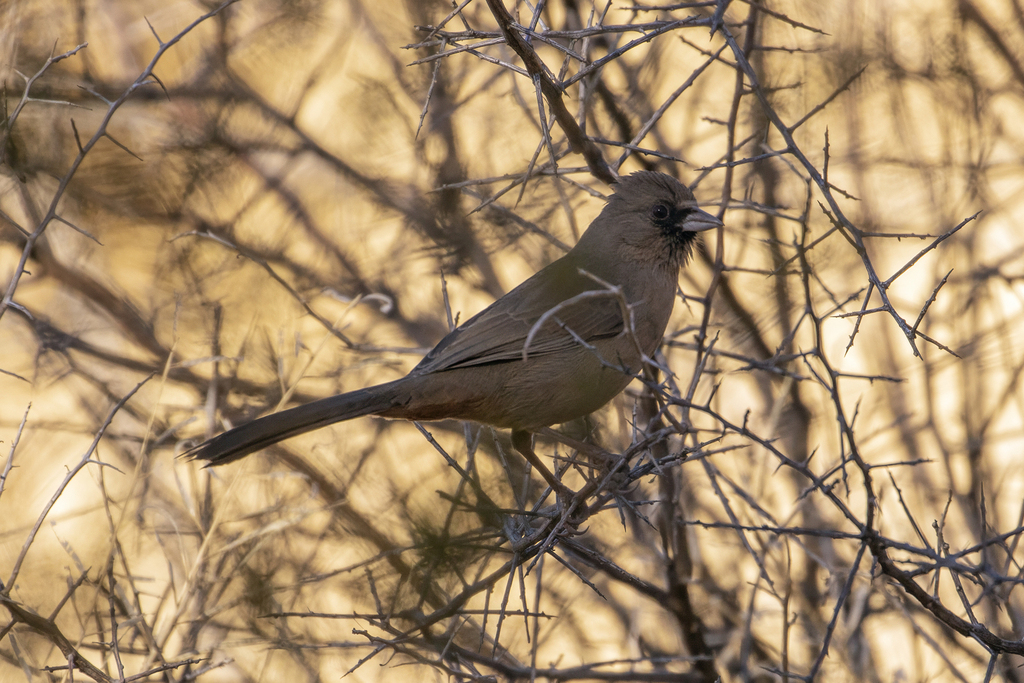 Abert's Towhee from Maricopa County, AZ, USA on December 10, 2023 at 01 ...