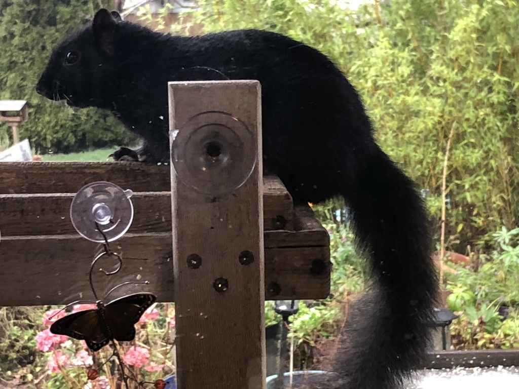 Eastern Gray Squirrel from Elizabeth Way, Lantzville, BC, CA on ...