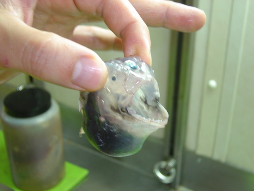 Soft Leafvent Angler (Haplophryne mollis)