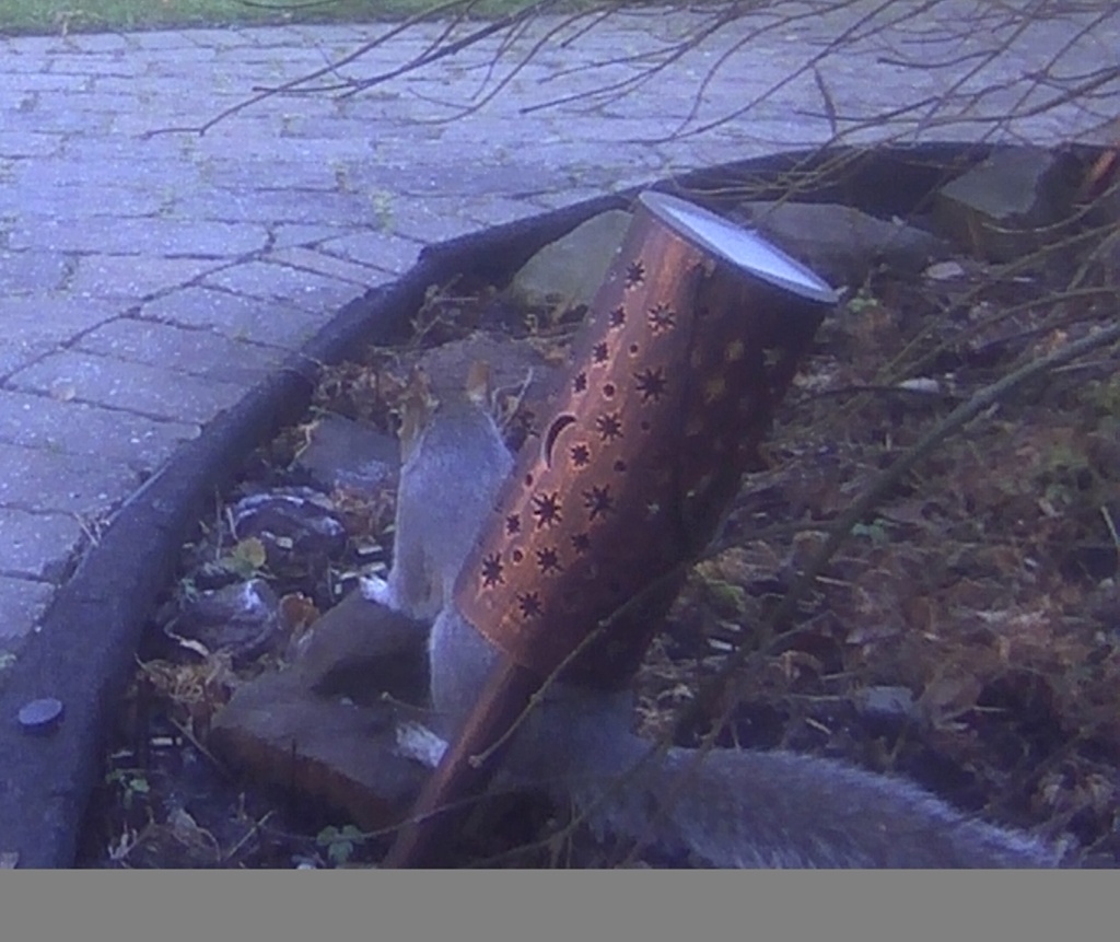 Eastern Gray Squirrel from Forge Pl, Doylestown, PA, US on December 13 ...
