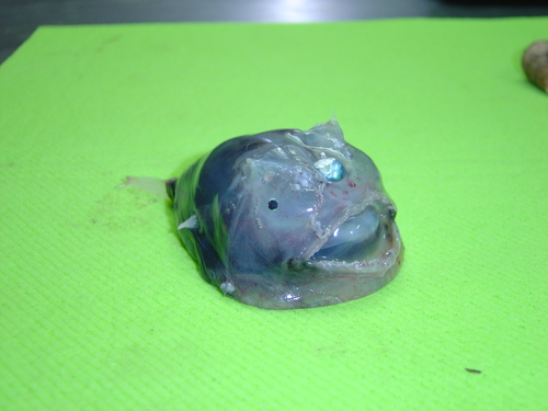 Leftvents (Linophrynidae)