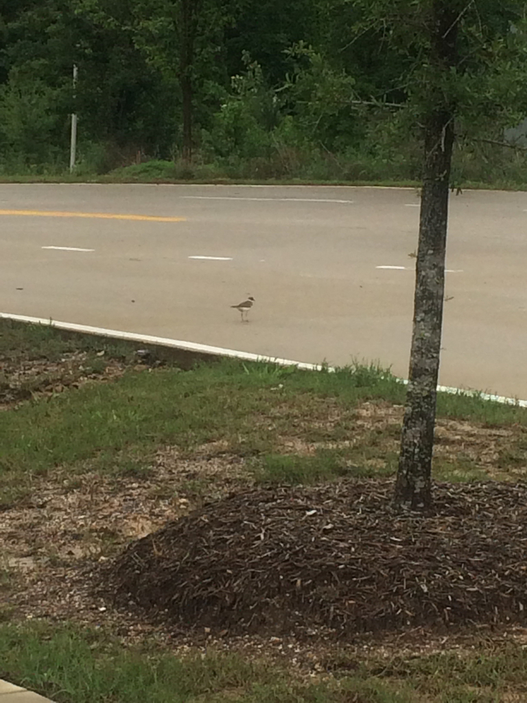 Killdeer in April 2016 by minioncat · iNaturalist
