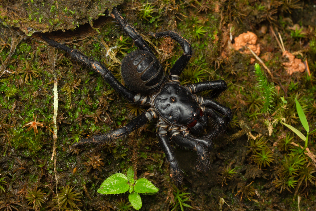 Malayan Black Trapdoor Spider from Bukit Fraser, 49000 Bukit Fraser ...