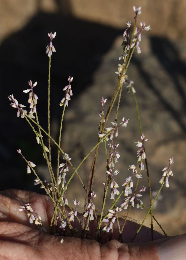 milkwort from Kuranda QLD 4881, Australia on November 10, 2023 at 04:29 ...