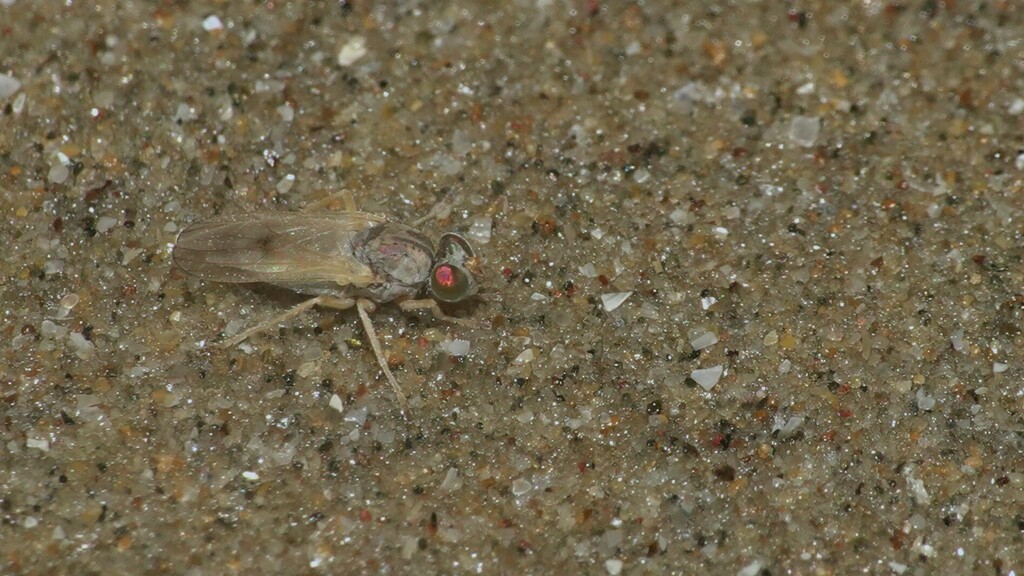 Long-legged Flies from Galgibaga Beach, Goa, India on December 7, 2023 ...