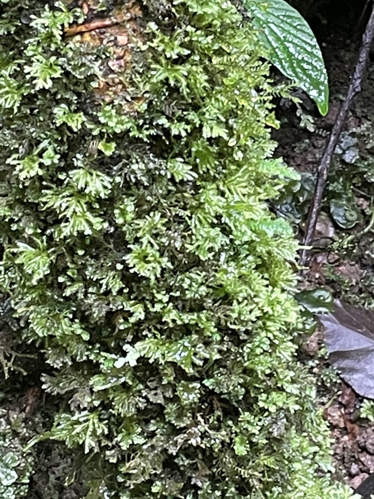 Monoclea gottschei from Vía Calacalí - La Independencia, Quito ...