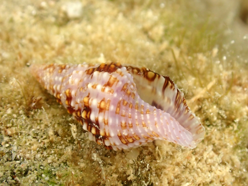 Prodotia iostoma from Touho, NC-NO, NC on December 14, 2023 at 10:34 AM ...