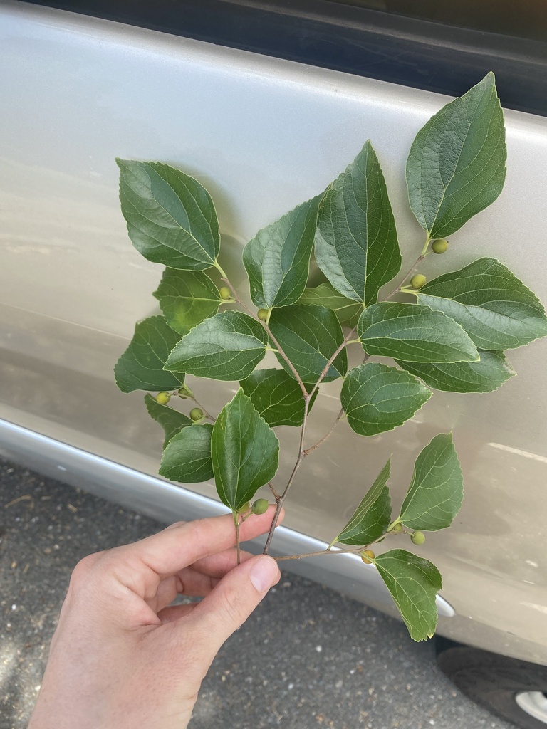 Chinese Hackberry from Springfield, QLD, AU on December 15, 2023 at 11: ...