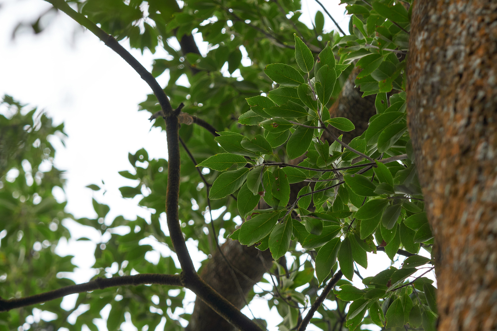 Chinese Gugertree in December 2023 by tkp123 · iNaturalist