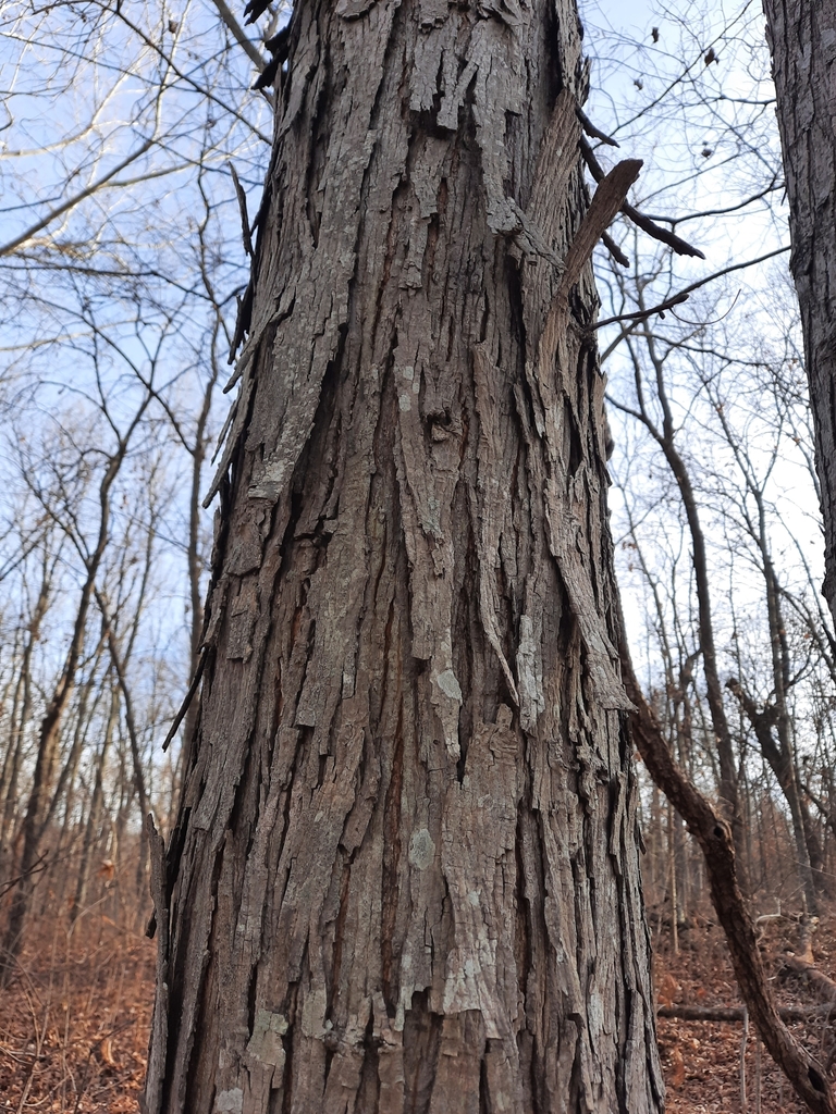 shagbark hickory from princeton, Kansas on December 14, 2023 at 02:51 ...