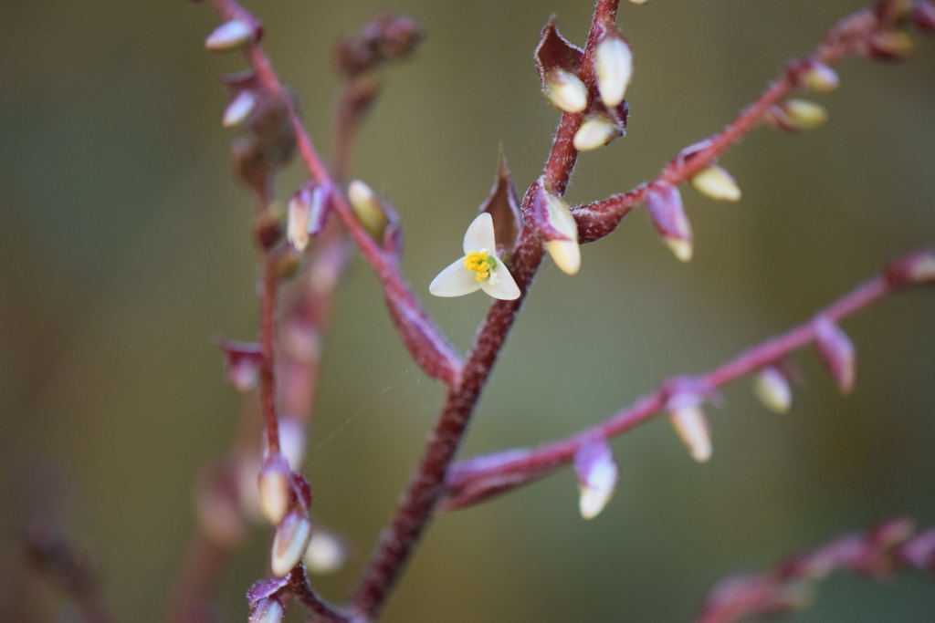 Fosterella micrantha from Tanetze de Zaragoza, Oax., Mexico on February ...