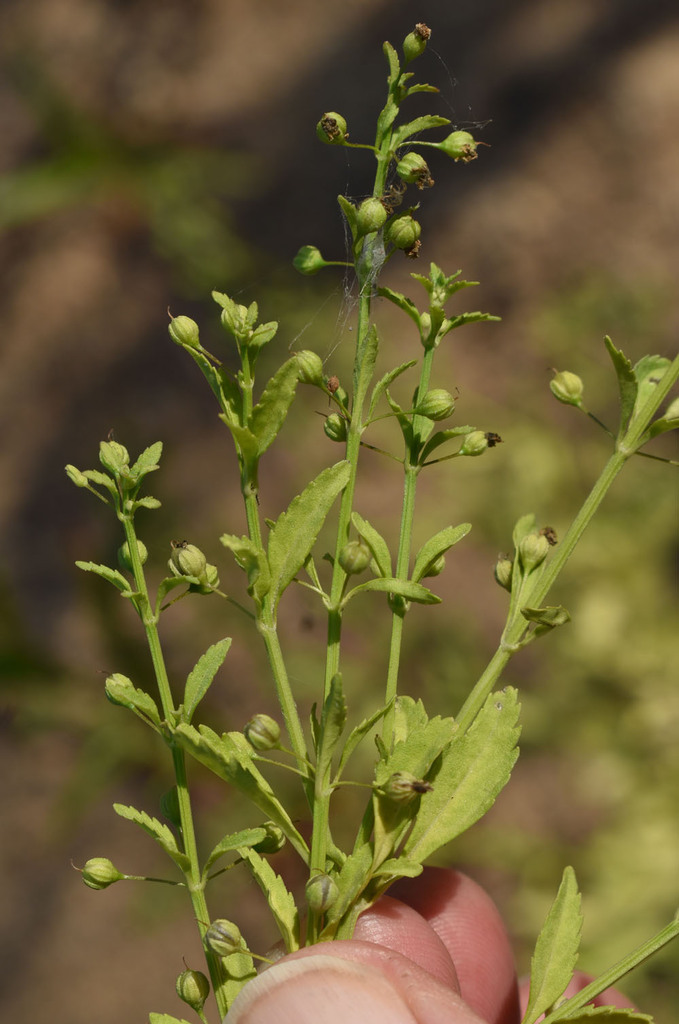 licorice weed from Kuranda QLD 4881, Australia on November 10, 2023 at ...