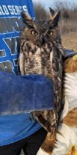 Great Horned Owl from Paola on December 14, 2023 by redtail5. Found ...