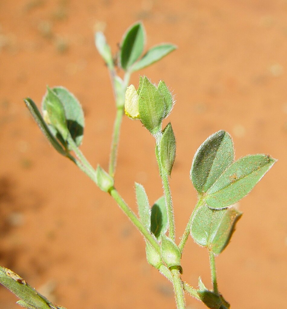 Zornia prostrata from Broome WA, Australia on November 26, 2004 by ...
