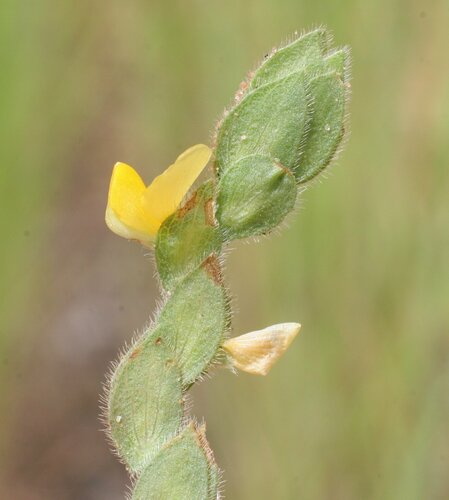 Zornia prostrata · iNaturalist Ecuador