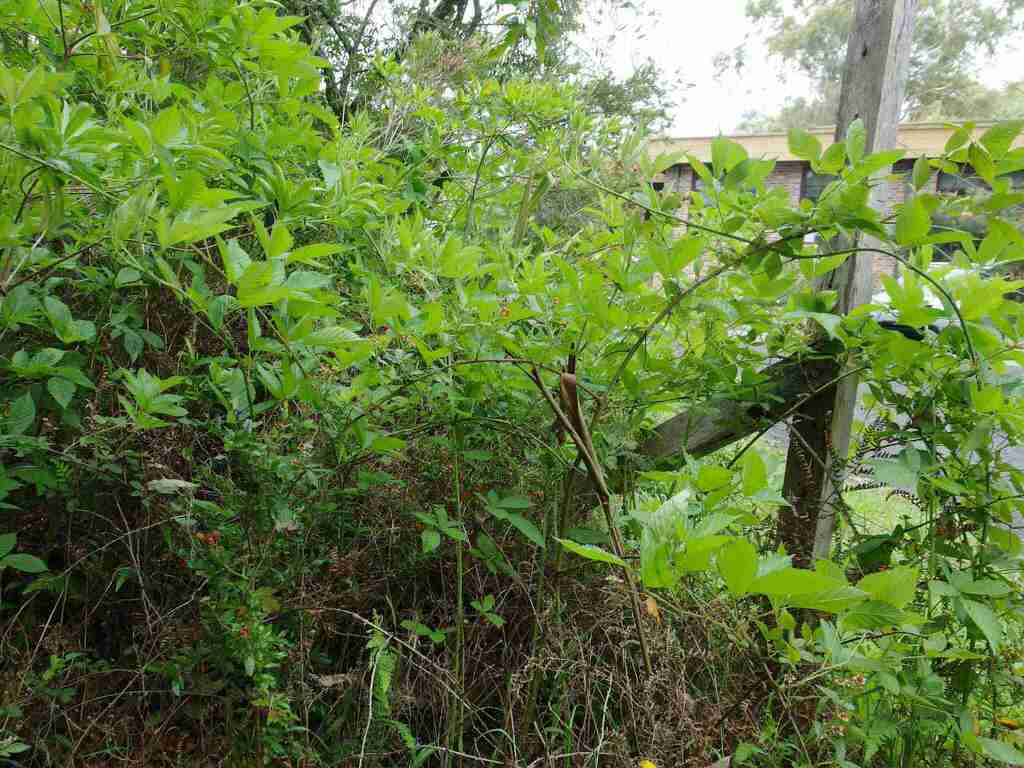 brambles from Central Coast NSW, Australia on December 13, 2023 at 11: ...