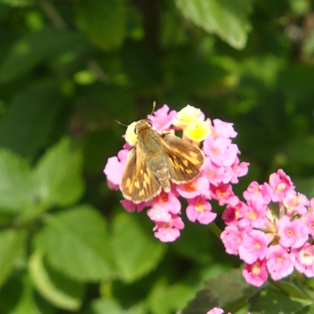 Fiery Skipper from The Cliffs Of Austin, Austin, TX 78731, USA on ...