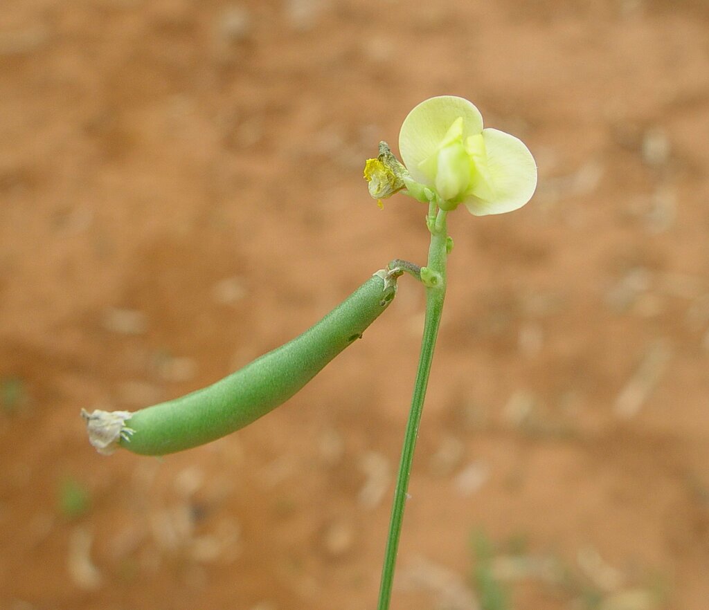 Faboideae from Yannarie WA 6710, Australia on May 2, 2004 at 05:20 PM ...