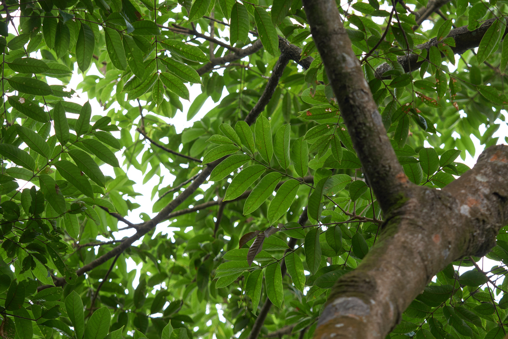 Canarium album in December 2023 by tkp123 · iNaturalist