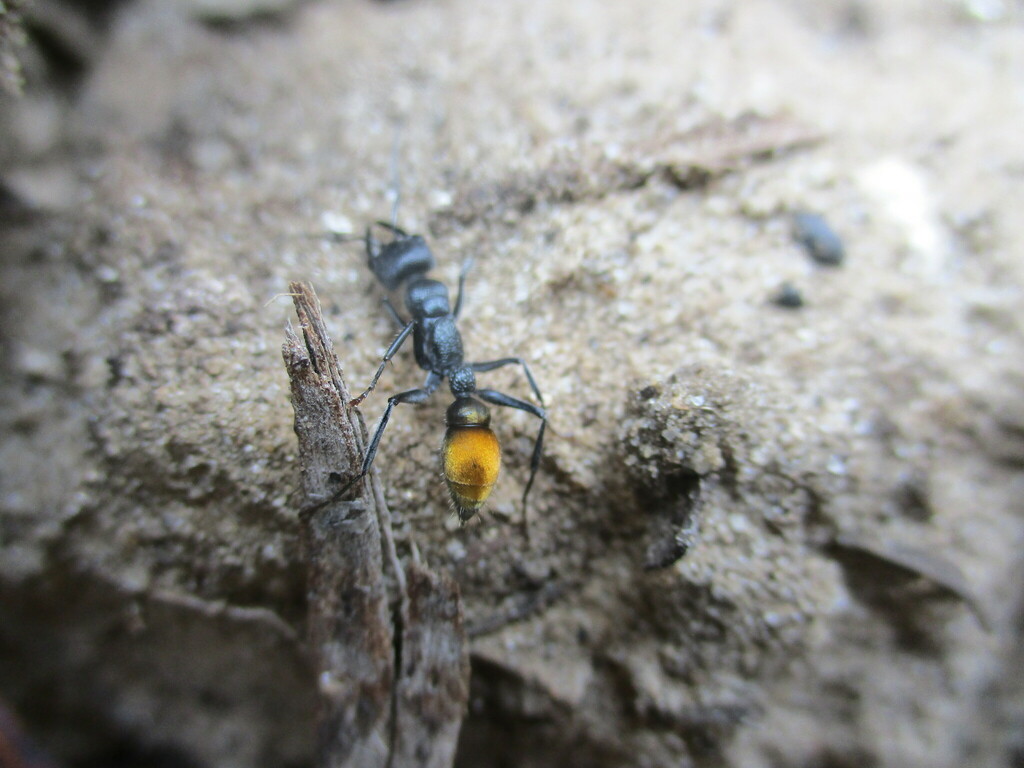 toothless bull ant from Seal Bay SA 5223, Australia on December 15 ...