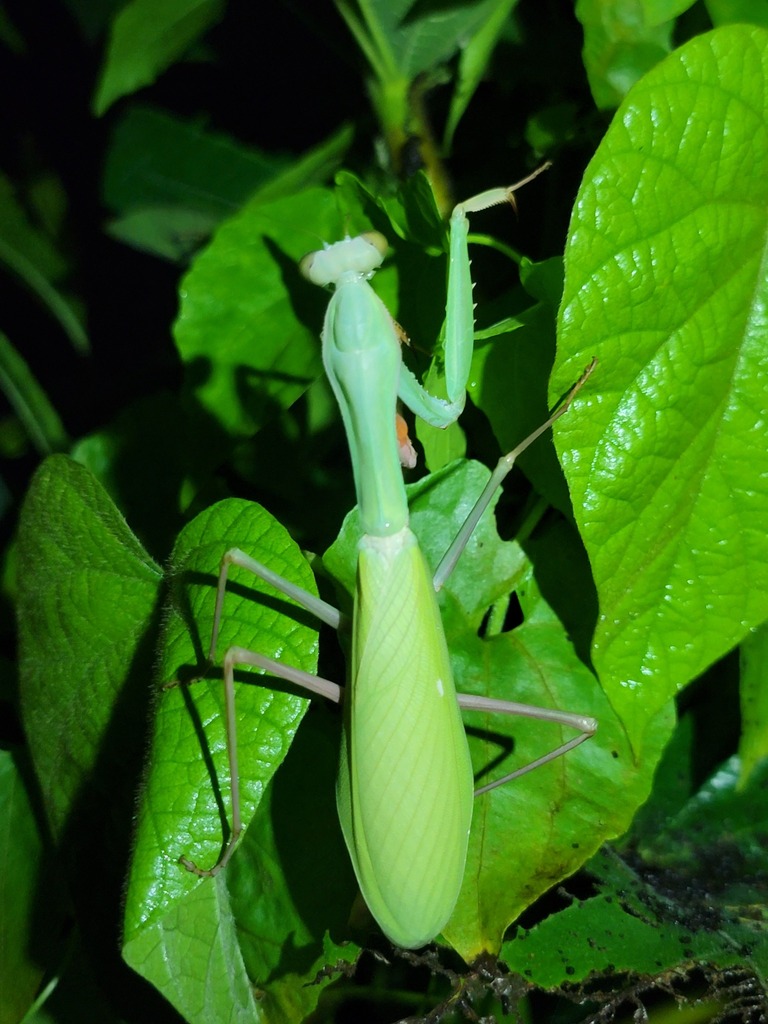 Giant Asian Mantises from Ubiyau, Arso, Keerom Regency, Papua ...