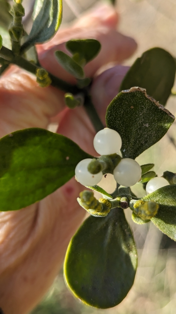 American Mistletoe from McKinney, TX, USA on December 13, 2023 at 03:39 ...