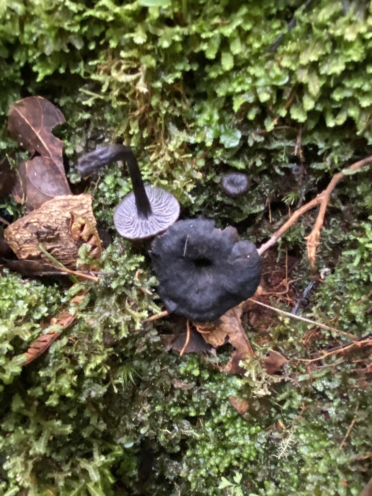 Cyanula from Tona, Tona, Santander, CO on November 26, 2023 at 01:06 PM ...