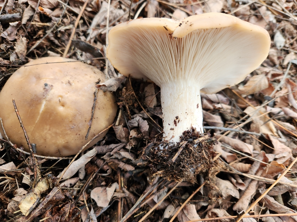 Brownit in December 2023 by Ngail. Growing near locust trees on the ...