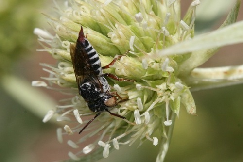 Red-legged Sharp-tail Bee (Coelioxys brevis) · iNaturalist
