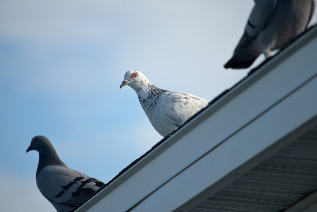 Feral Pigeon from Manatee County, FL, USA on December 13, 2023 at 10:41 ...