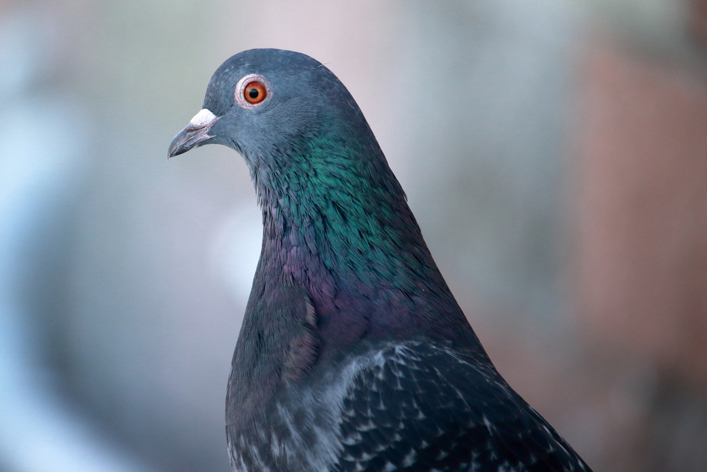 Feral Pigeon from Manatee County, FL, USA on December 13, 2023 at 10:41 ...