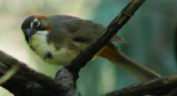 Rusty-crowned Ground-Sparrow from León de los Aldama, Gto., México on ...