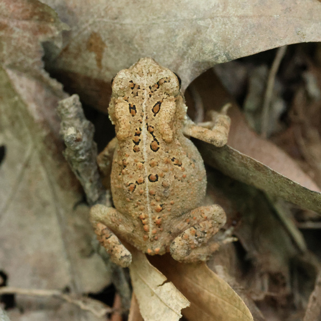 American Toad from Strongsville, OH, USA on June 19, 2023 at 02:25 PM ...