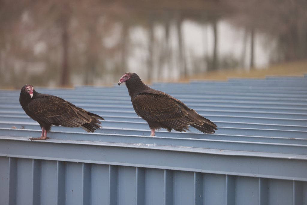 Turkey Vulture from Dam Road Troup County Georgia USA on November 30 ...