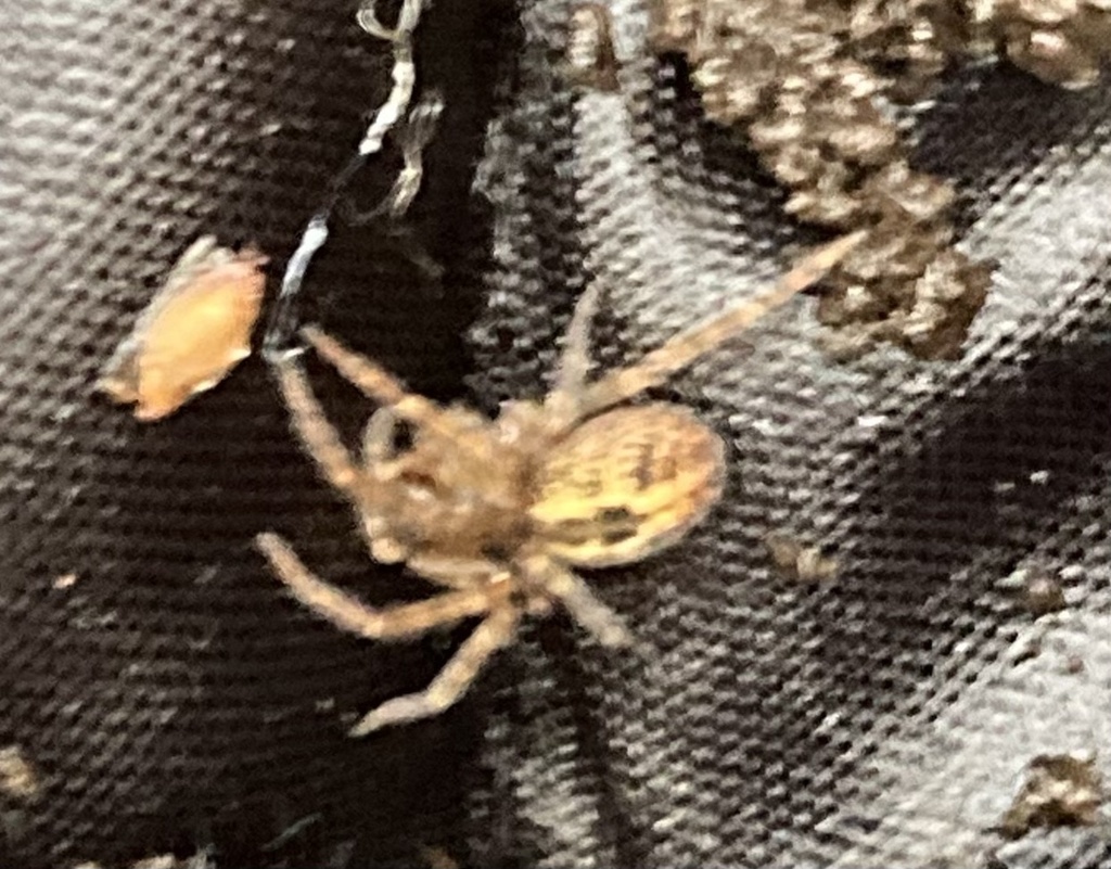 Lace-Weaver Spider from Barnes Lane, Kings Langley, England, GB on ...