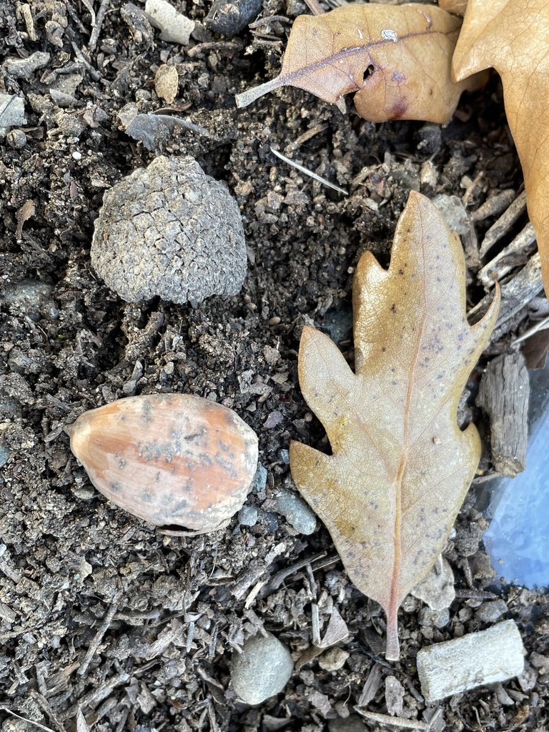 high-latitude oaks from Power Inn Rd, Sacramento, CA, US on December 9 ...